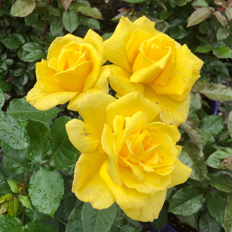 Sunsprite Floribunda Rose – Ray Wiegand's Nursery & Garden Center