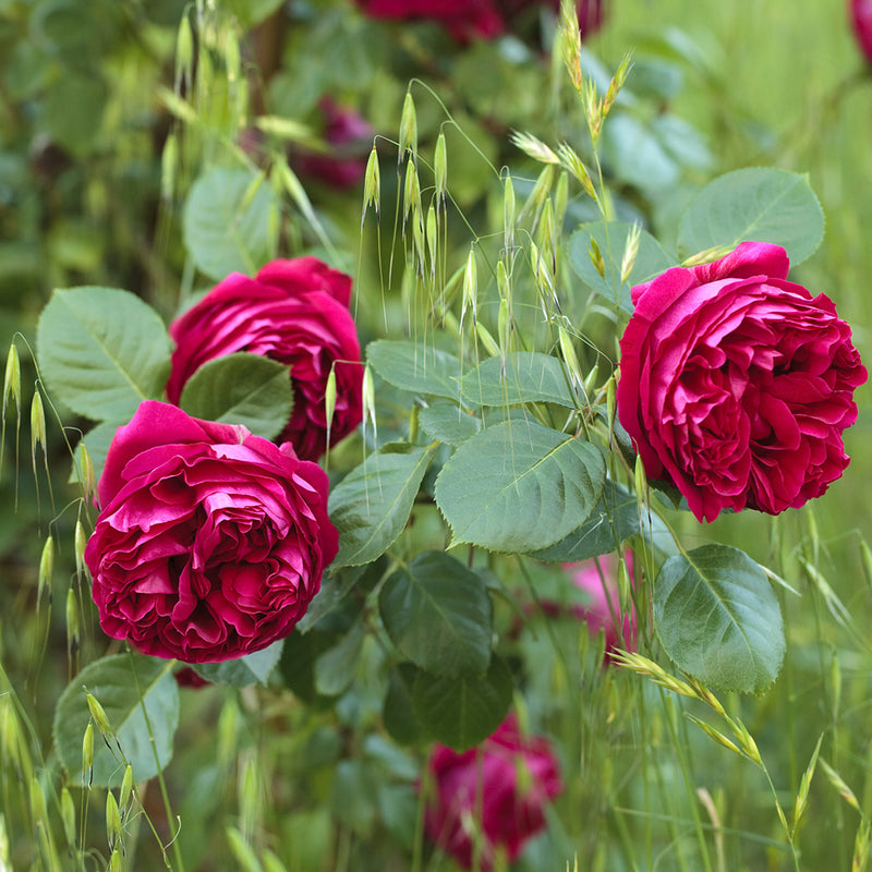 Red Eden Climbing Rose – Ray Wiegand's Nursery & Garden Center