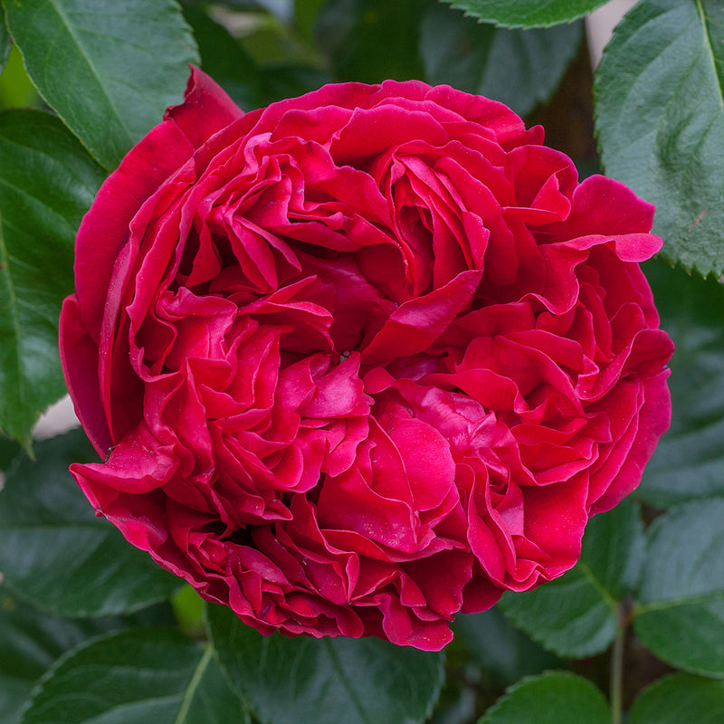 Red Eden Climbing Rose – Ray Wiegand's Nursery & Garden Center