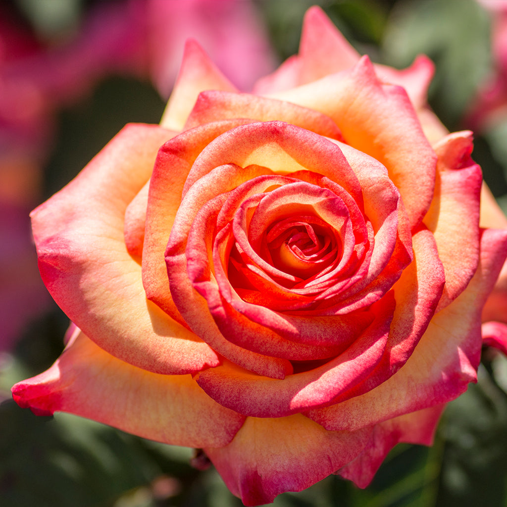 Grandiflora Roses – Ray Wiegand's Nursery & Garden Center